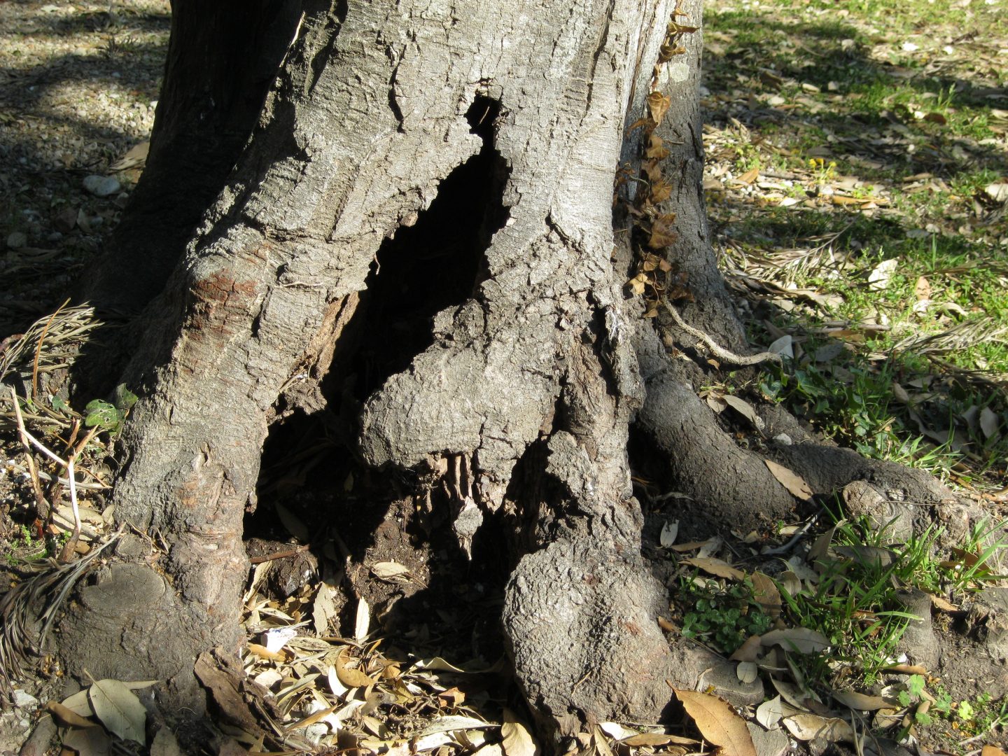 Valutazione stabilità alberi, come evitare la caduta di alberi